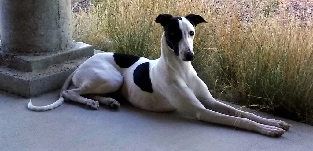 Meet Smudge: Our Halloween Whippet Who Takes Up Three Times the Space ...
